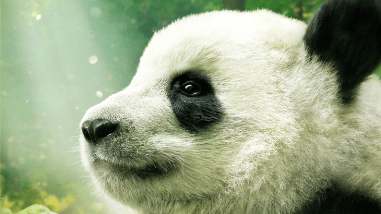 Pandas IMAX documentary movie narrated by Kristen Bell
