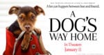 A Dog's Way Home In Theaters Now - Mama Likes This