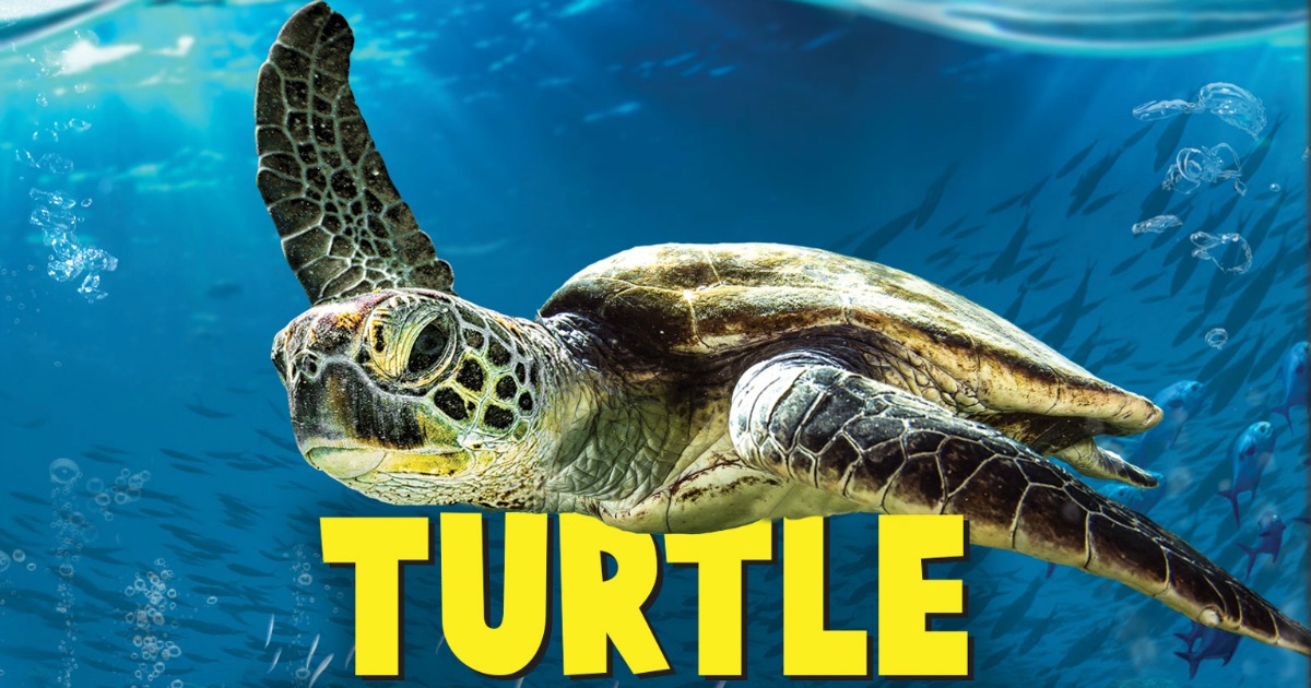 Turtle Odyssey Movie Narrated by Russell Crowe - Mama Likes This