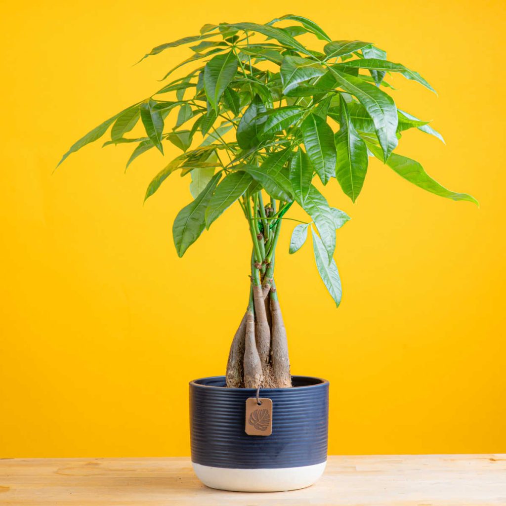 The Perfect Houseplant Gift: Costa Farms Money Tree - Mama Likes This